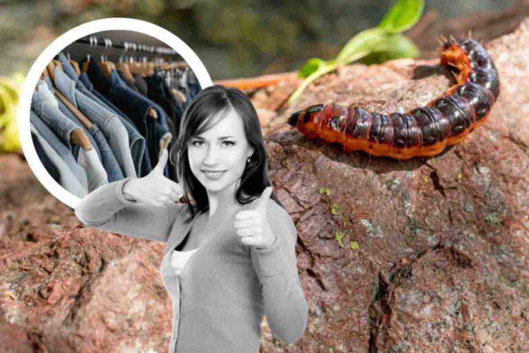 Tarli e tarme: grosso rischio, così li elimini a costo zero e non ...